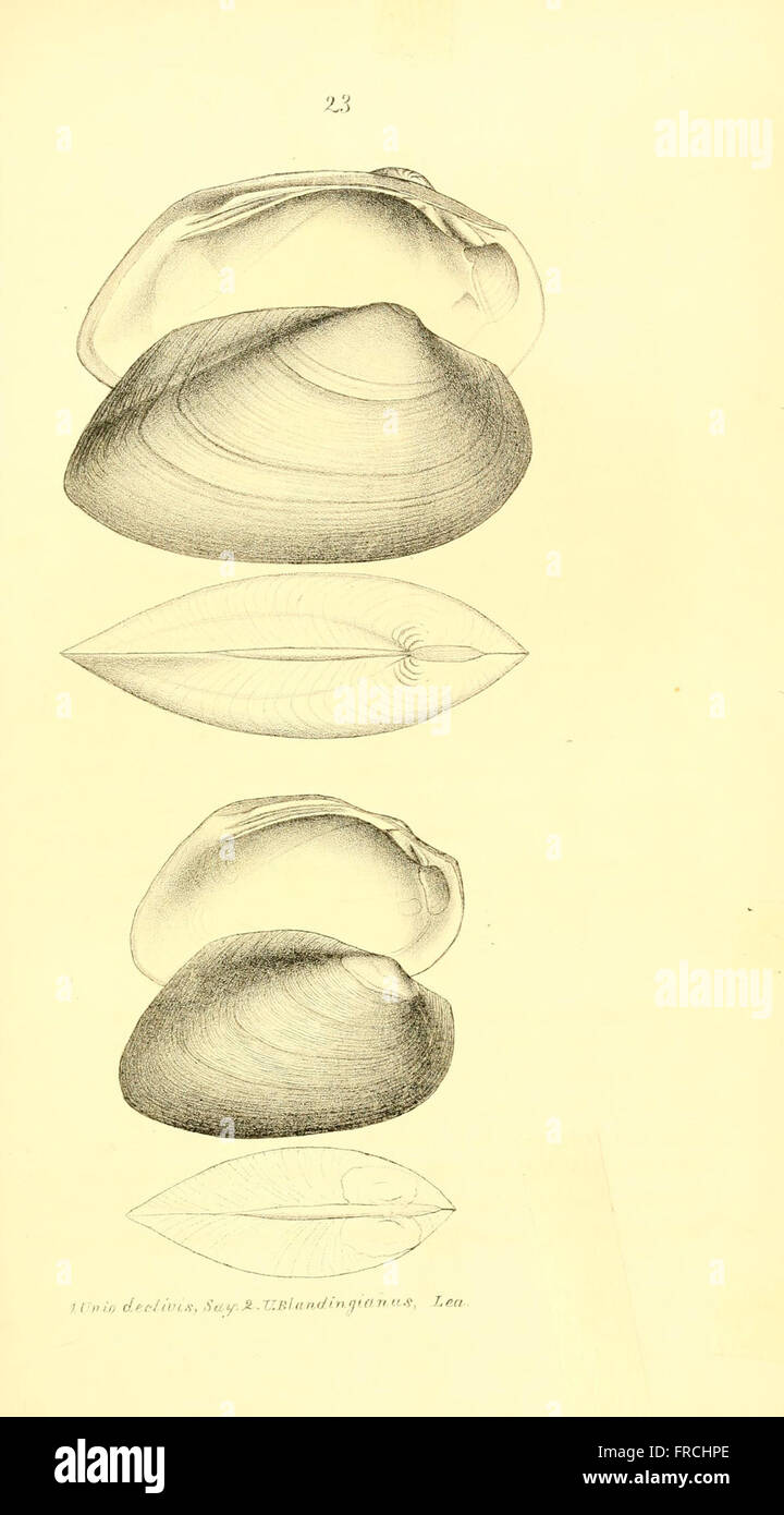 The Monography of the family Unionidae provides an in-depth examination ...
