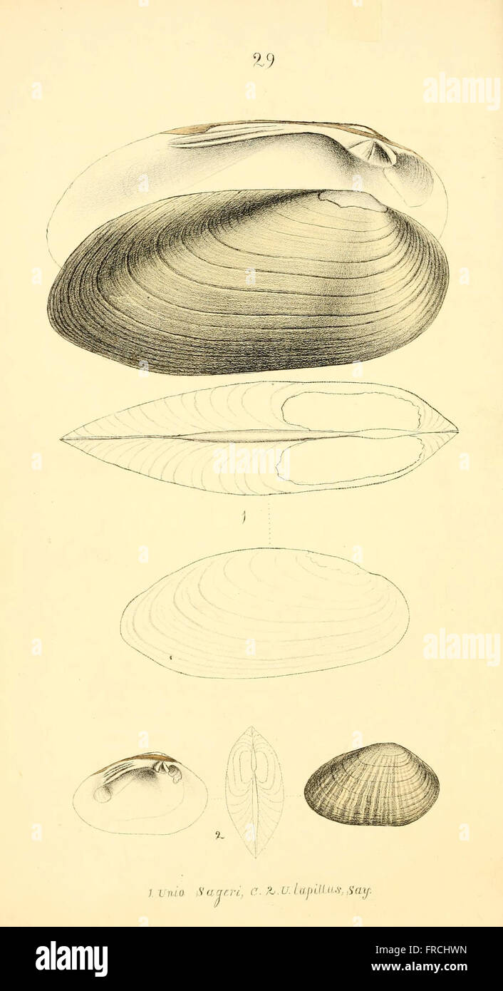 A detailed monograph on the Unionidae family of freshwater mussels ...