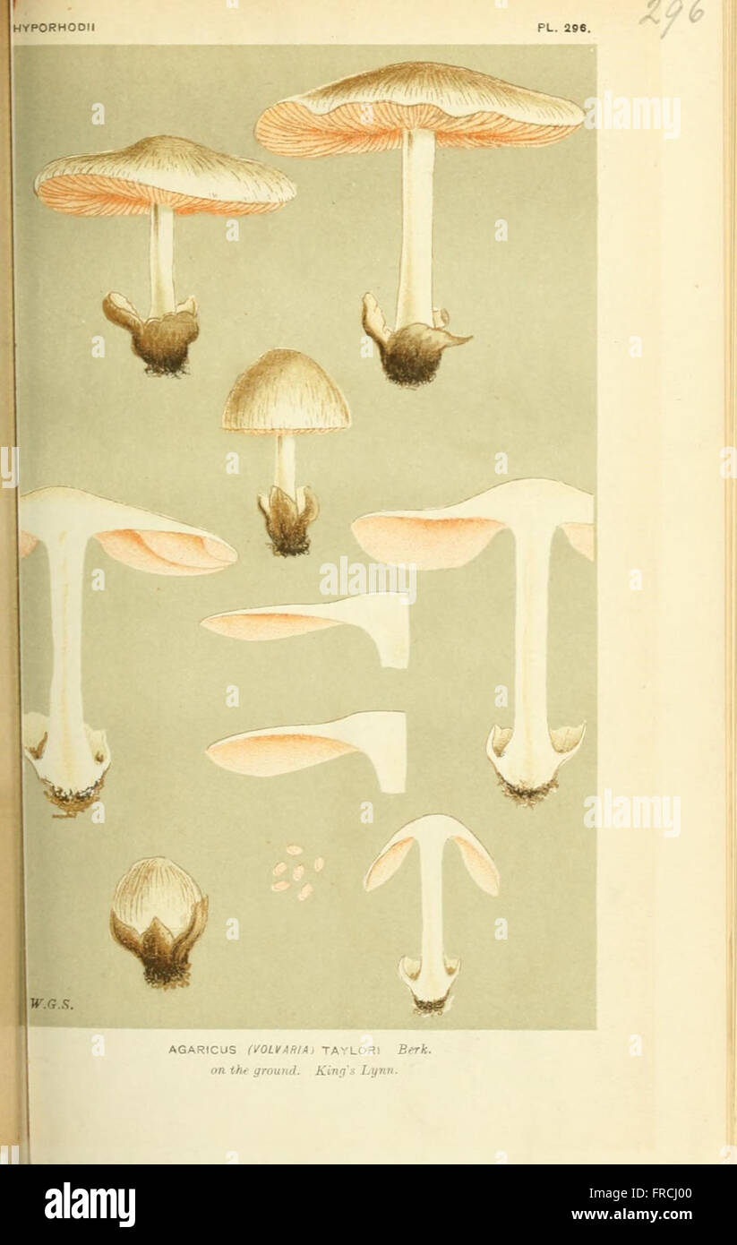 This work contains detailed illustrations of British fungi ...