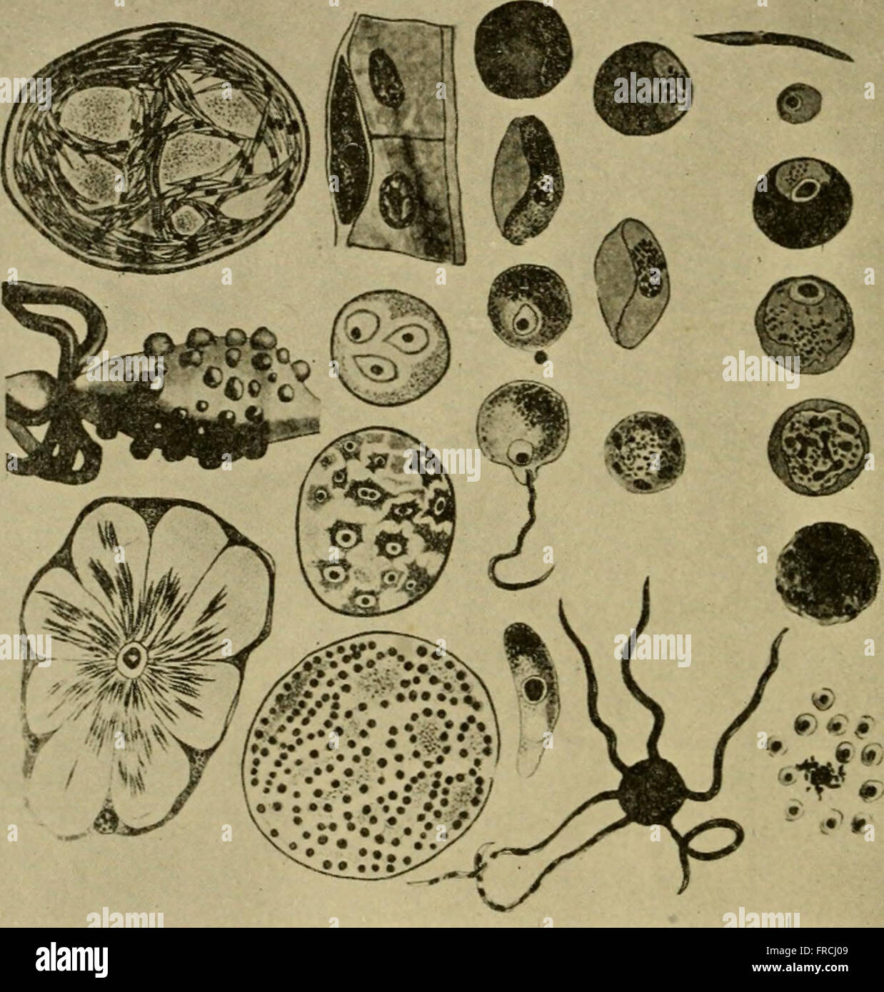 Medical entomology hi-res stock photography and images - Alamy