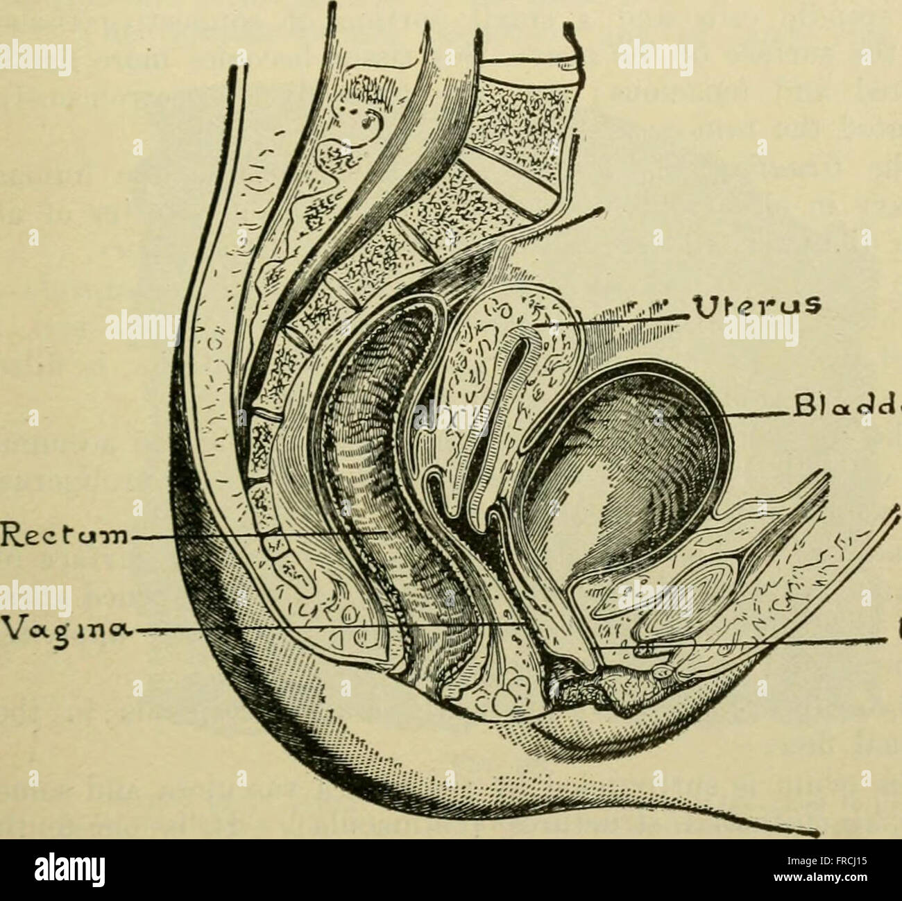This comprehensive handbook covers human anatomy, including detailed ...