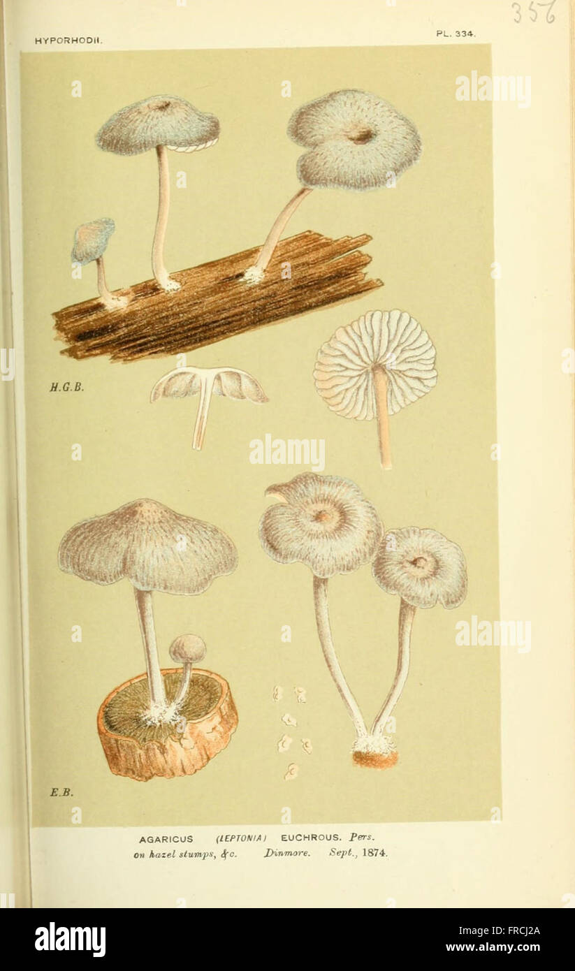 This plate from the 'Illustrations of British Fungi' serves as an atlas ...