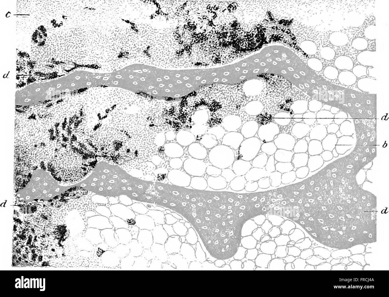 General pathology; from the 11th rev. German ed. (1921 Stock Photo - Alamy