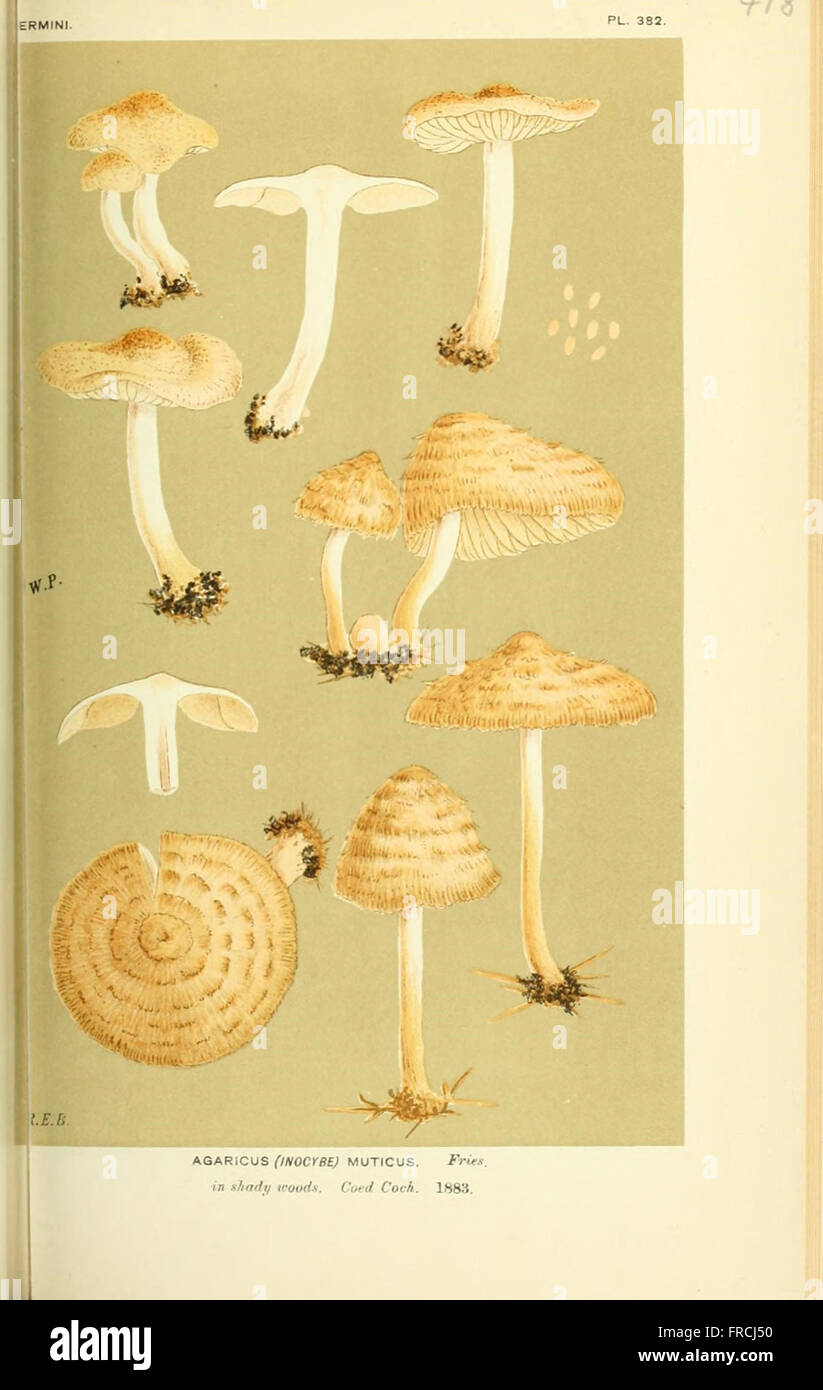 This atlas features detailed illustrations of British fungi ...