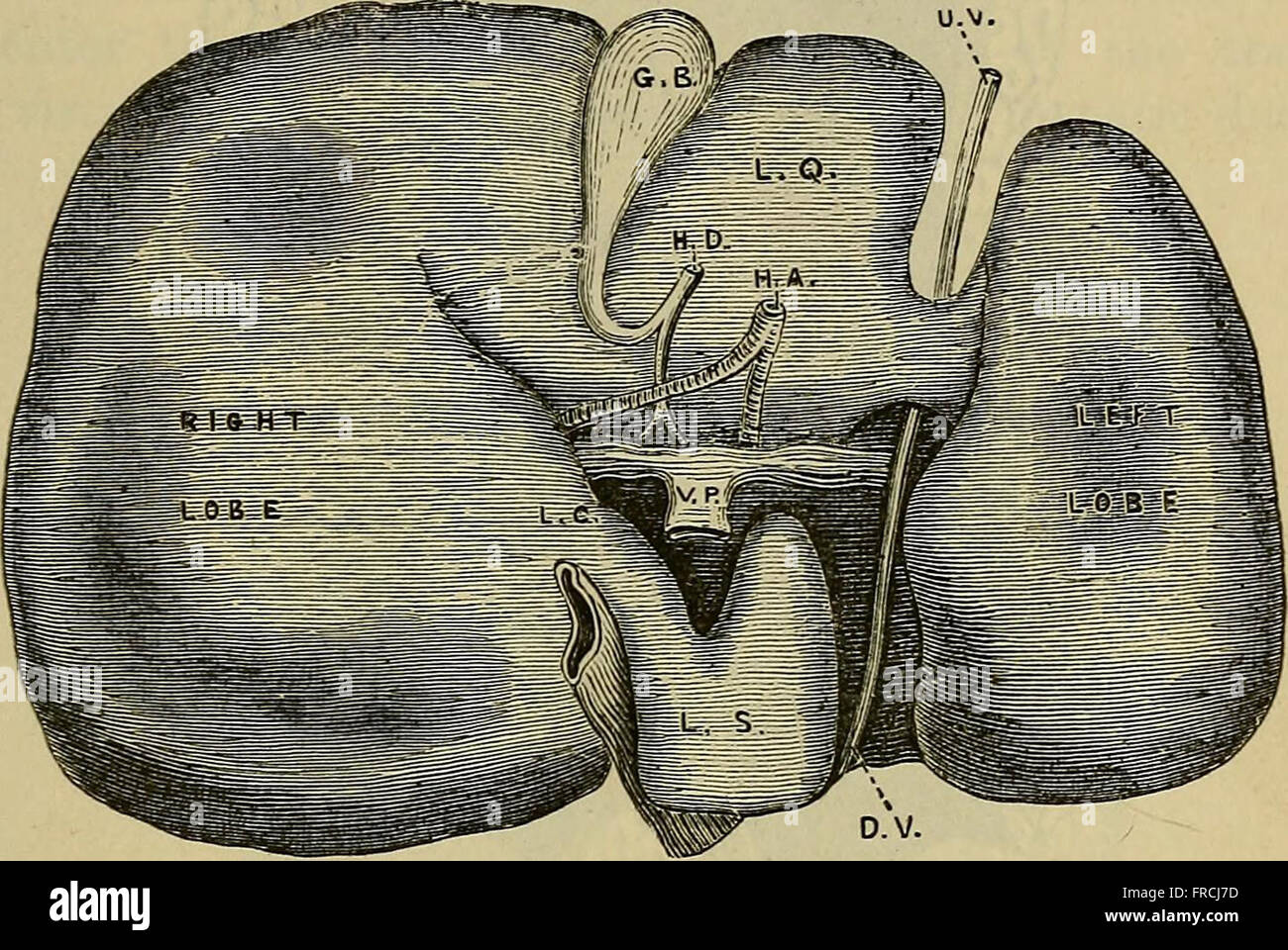 The 1892 Handbook of Physiology provides a detailed exploration of ...