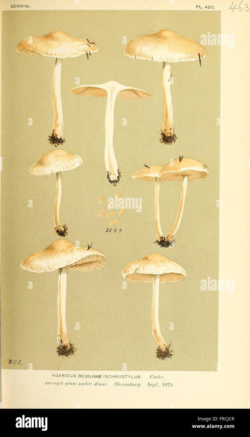 Illustrations of British Fungi (Hymenomycetes), to serve as an atlas to ...