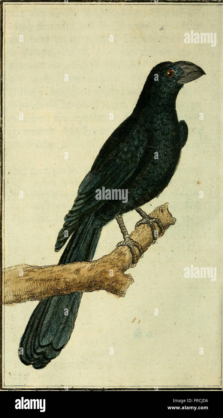 A 1786 edition of Buffon's Natural History of Birds, exploring the ...