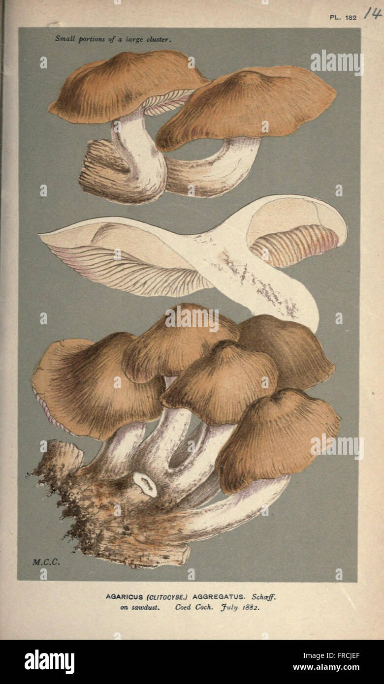 This publication contains detailed illustrations of British fungi ...