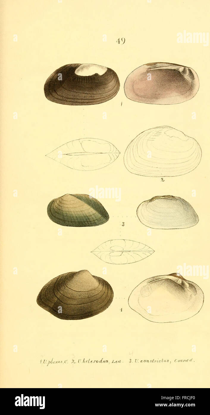 The 'Monography of the Family Unionidae' focuses on the classification ...