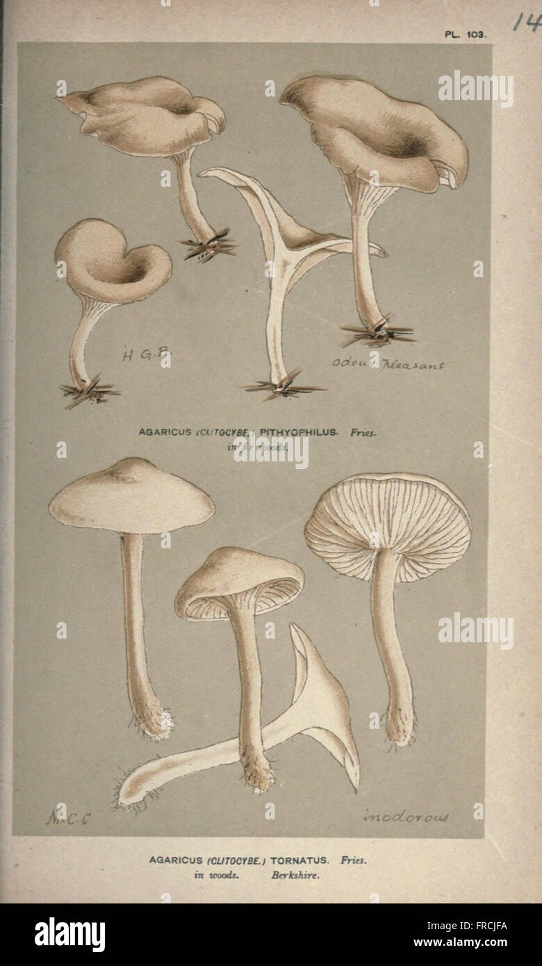 'Illustrations of British Fungi' (Pl. 140) serves as an atlas ...