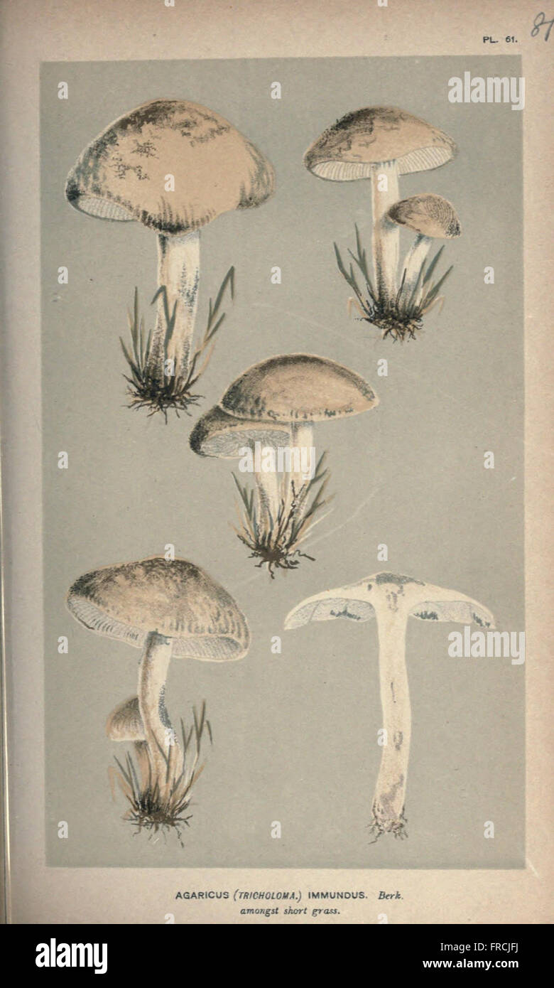 This work provides detailed illustrations of British fungi ...