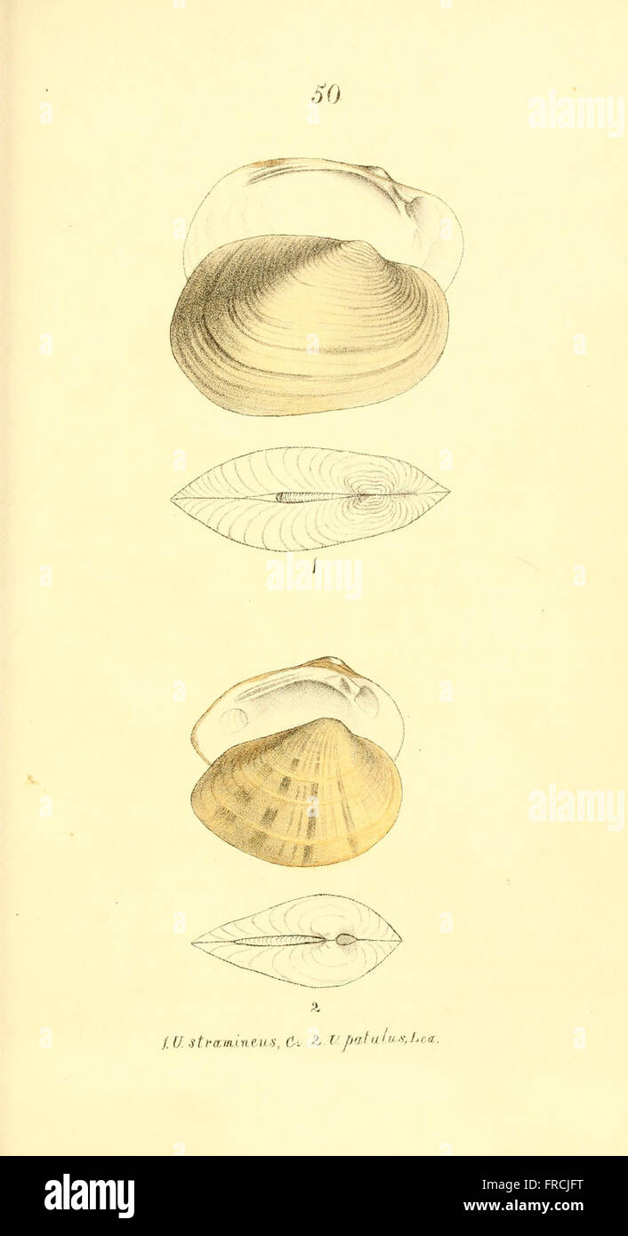 Mussels morphology hi-res stock photography and images - Alamy
