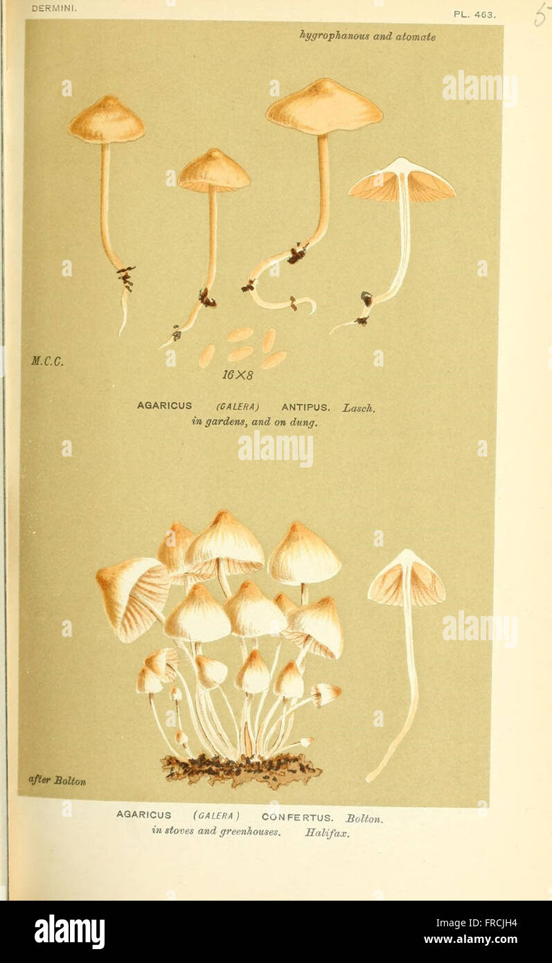A detailed illustration of British fungi, specifically Hymenomycetes ...