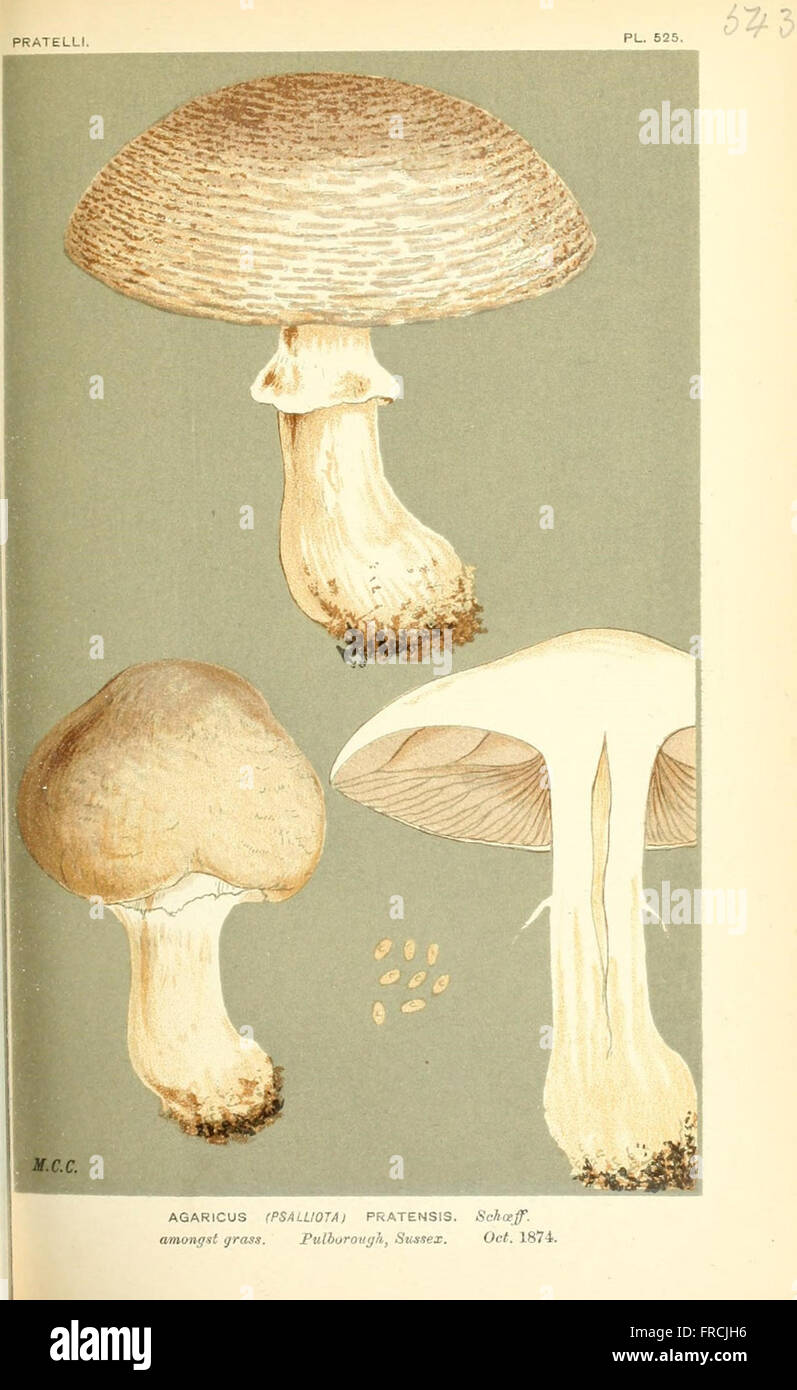 This illustrated guide serves as an atlas for British fungi ...
