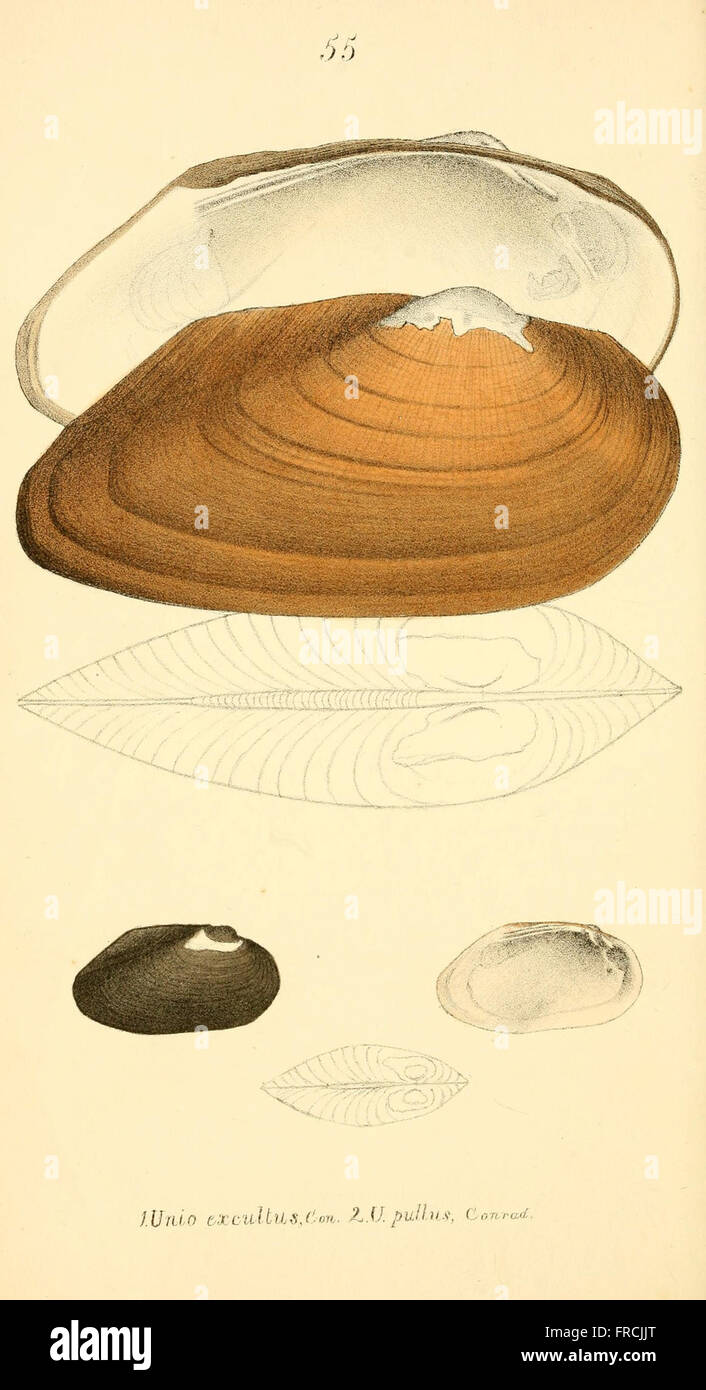 This monograph focuses on the family Unionidae, a group of freshwater ...