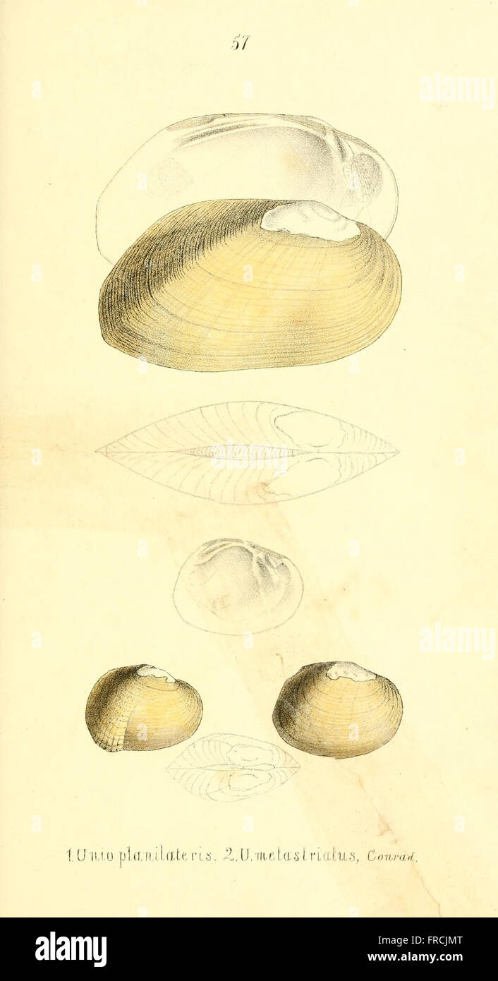 'Monography of the Family Unionidae' (Plate LVII, Fig. 1) is a detailed ...