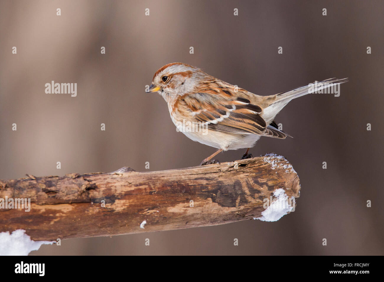 American tree sparrow in winter Stock Photo - Alamy