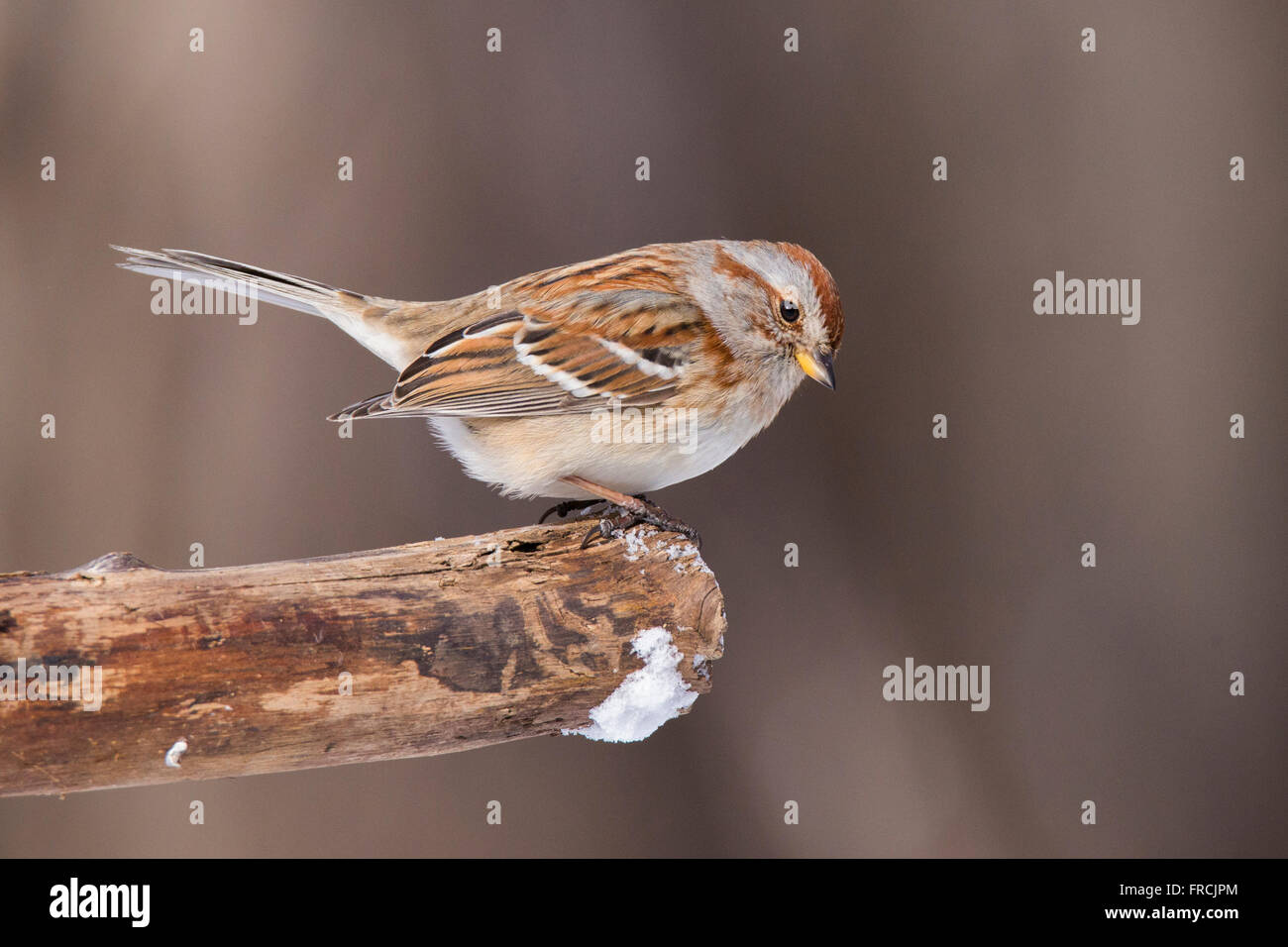 American tree sparrow in winter Stock Photo - Alamy