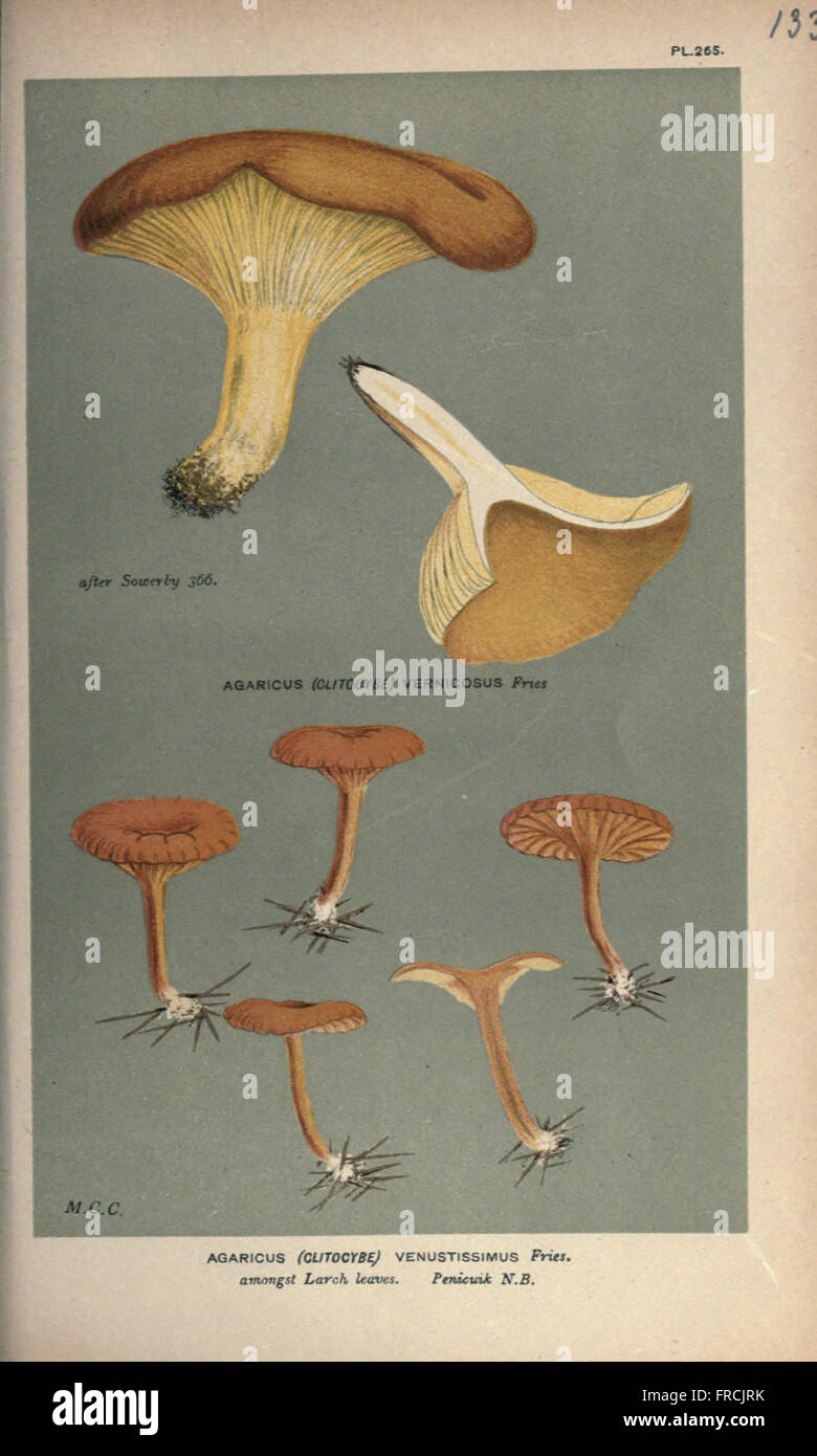An atlas featuring illustrations of British fungi, particularly ...