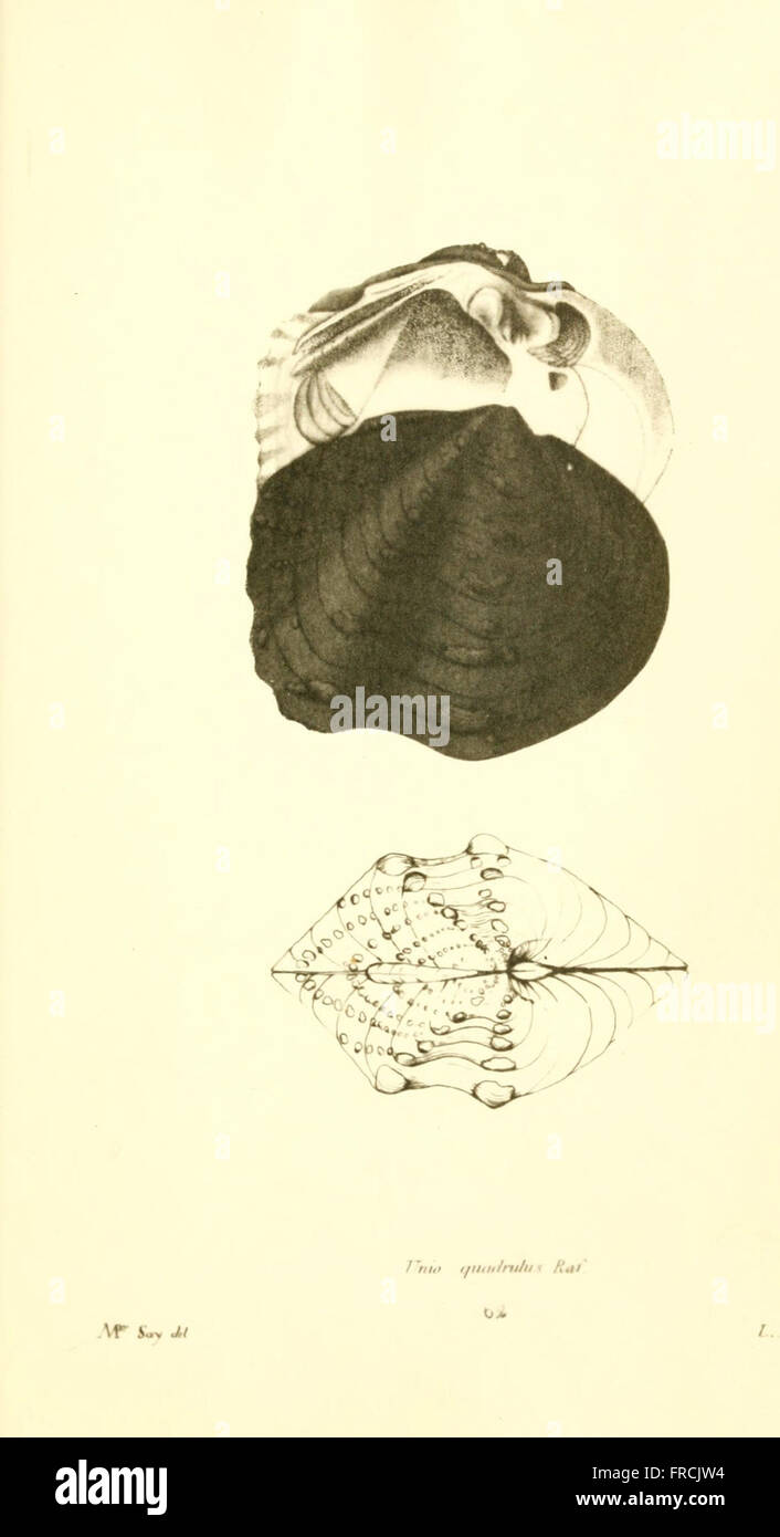 'Monography of the Family Unionidae' (Plate LXII) is a scientific study ...