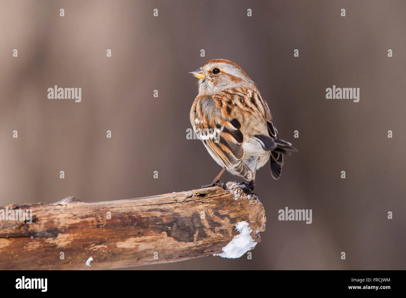 Sparrow in pine tree hi-res stock photography and images - Alamy