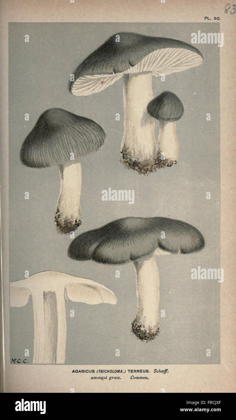 An illustrated guide to British fungi, specifically the Hymenomycetes ...