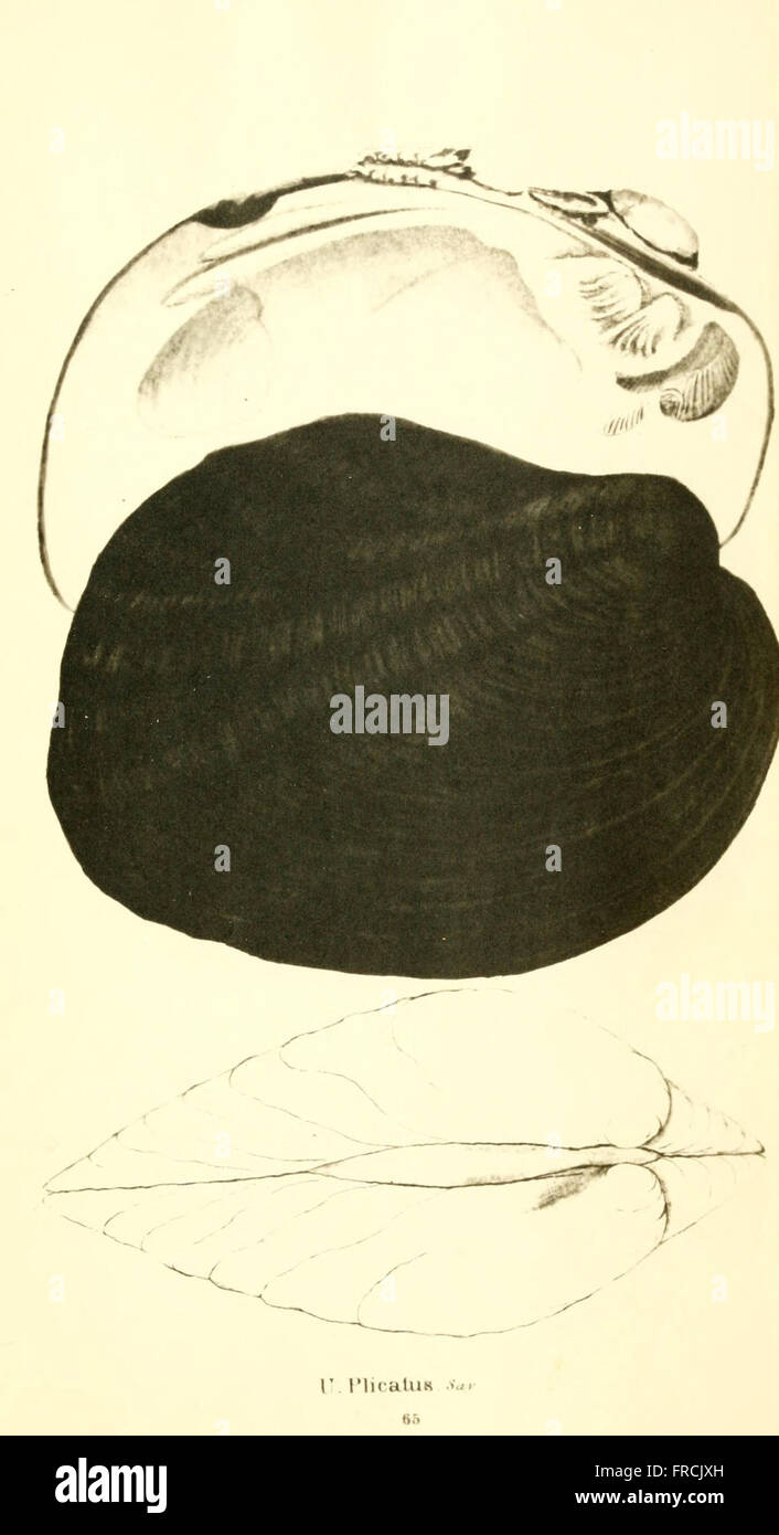 This monograph presents an in-depth study of the Unionidae family, a ...