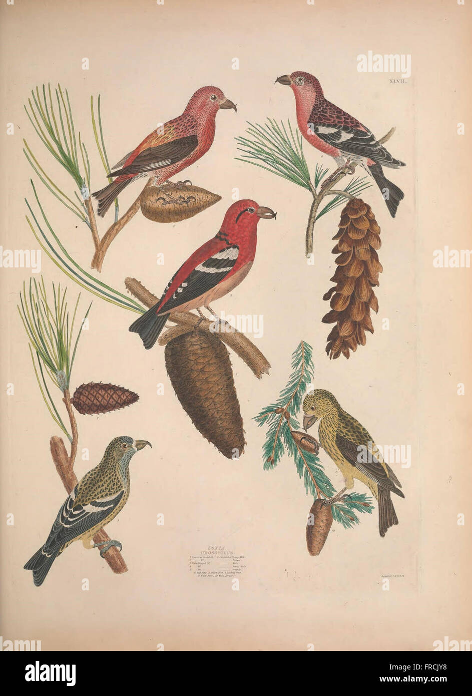 This work features an illustration from Alexander Wilson and Charles ...
