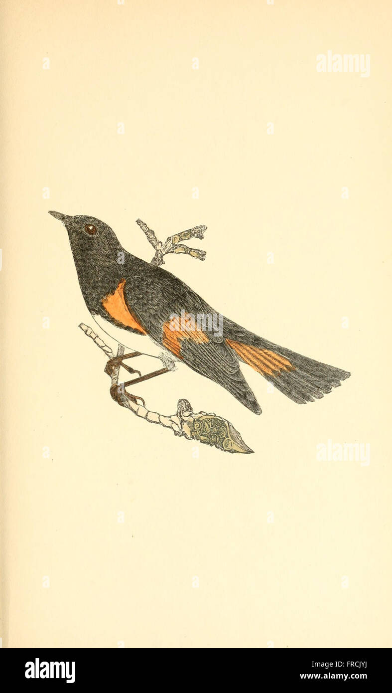 This work provides a comprehensive guide to the warblers found in New ...