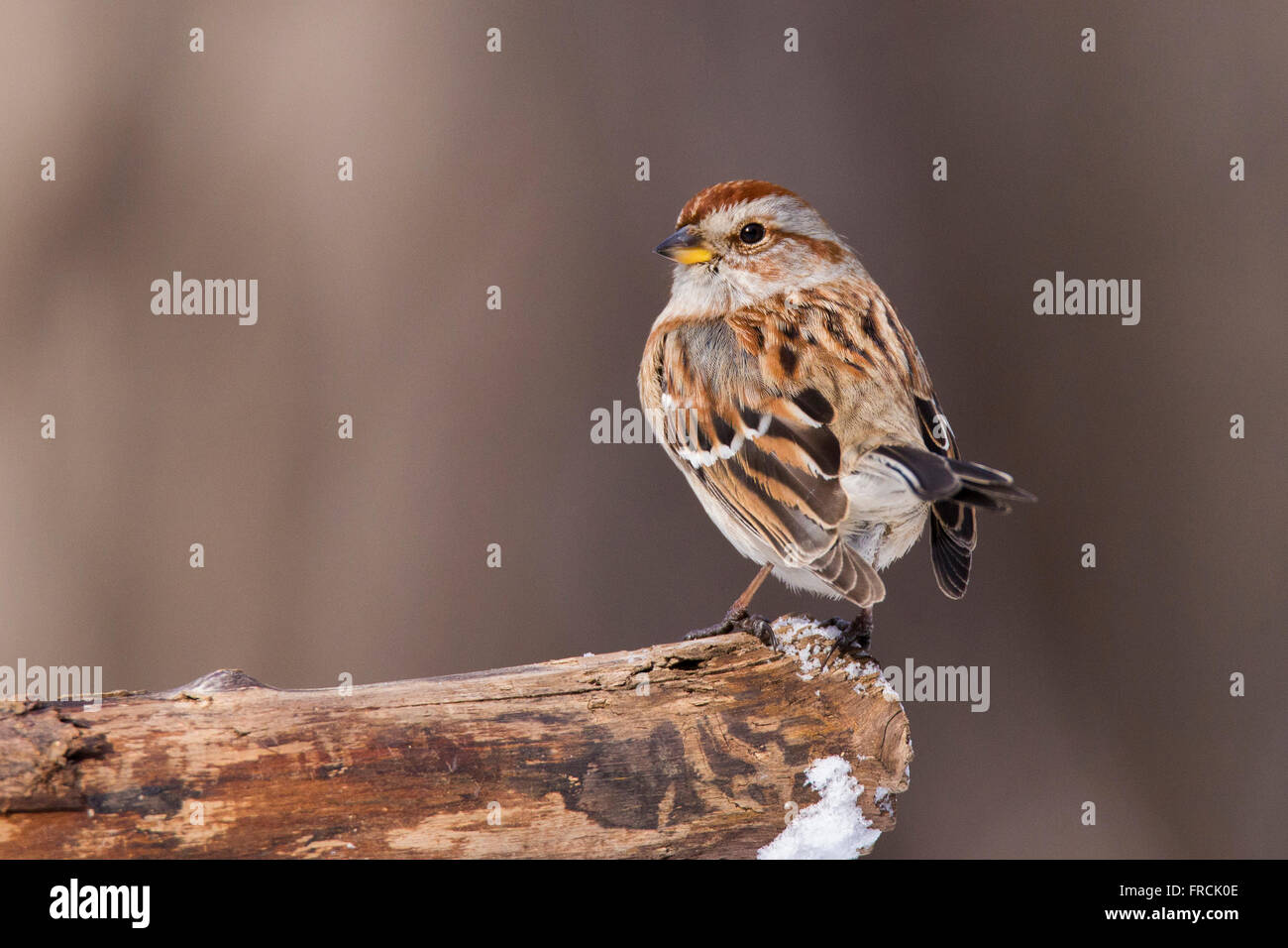 American tree sparrow in winter Stock Photo - Alamy