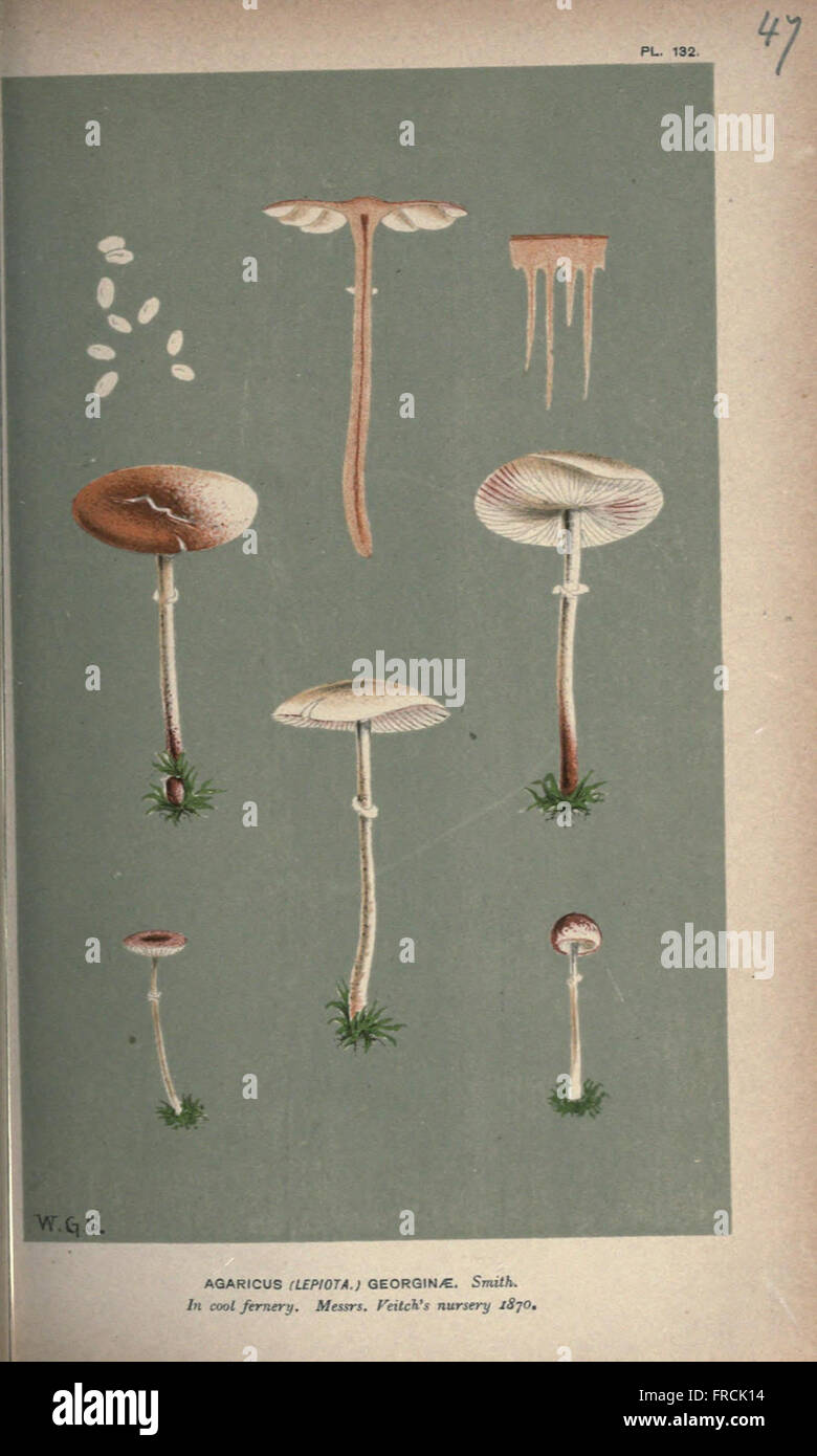 *Illustrations of British Fungi* (Plate 47) serves as a detailed atlas ...