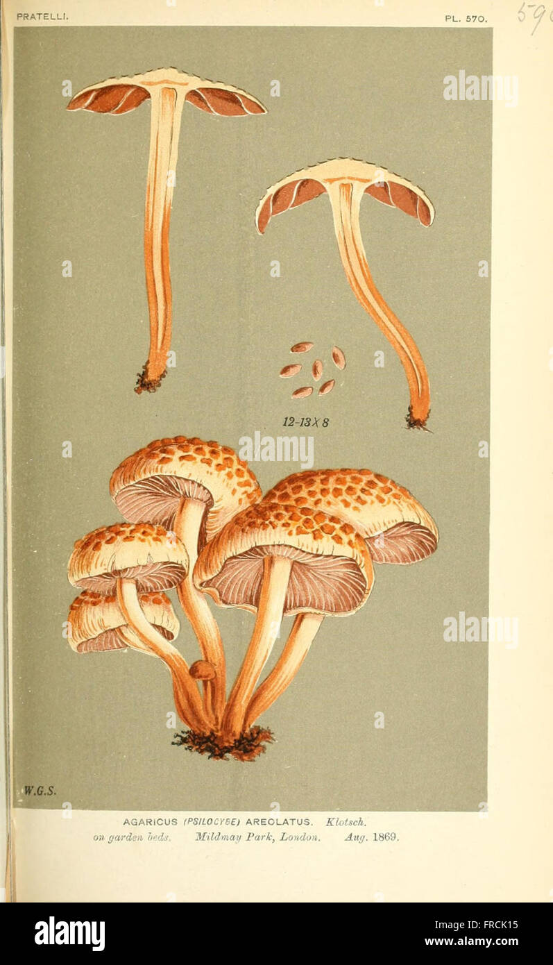 This illustrated atlas accompanies the Handbook of British Fungi ...