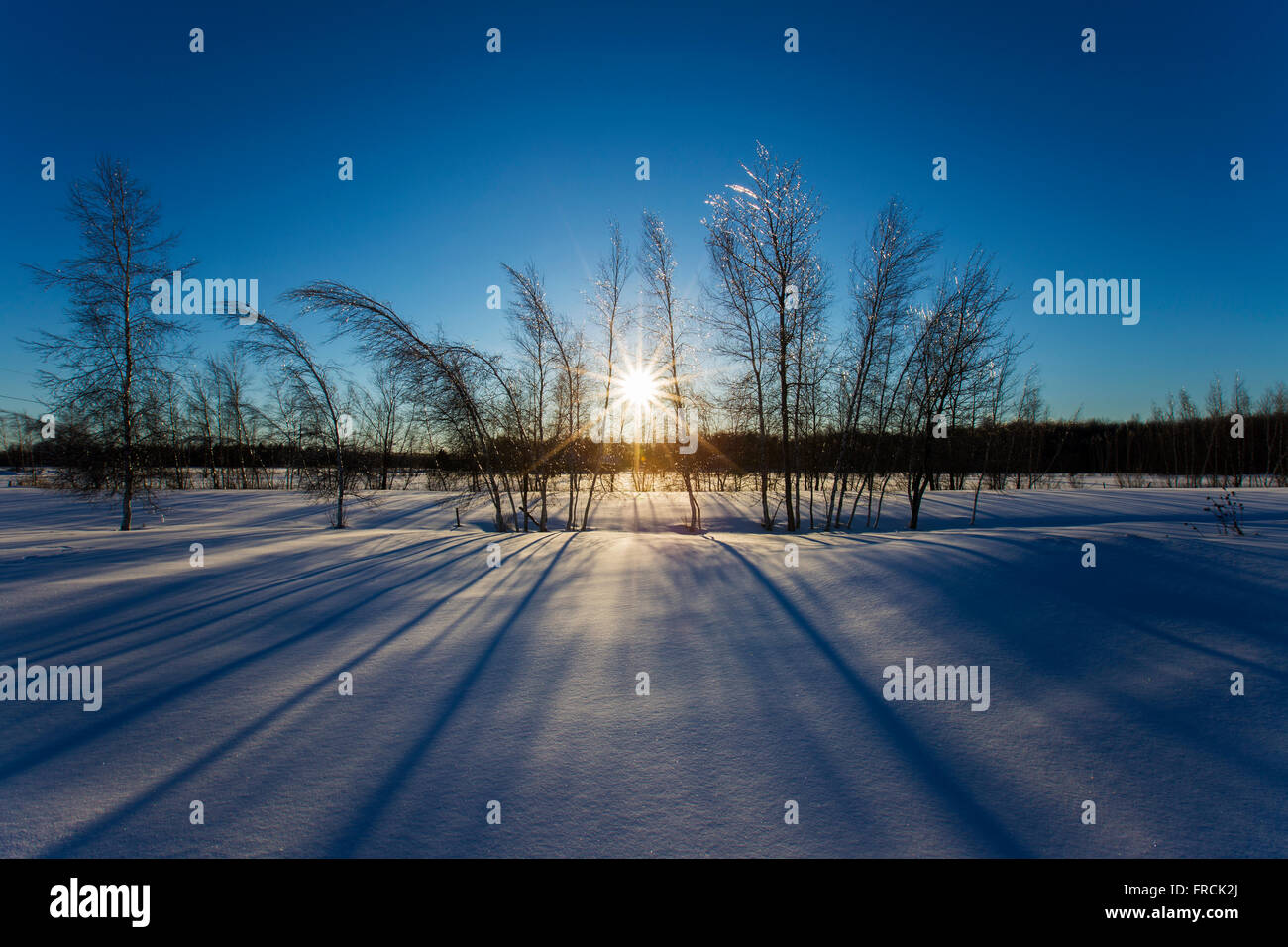 White birch forest in quebec hi-res stock photography and images - Alamy