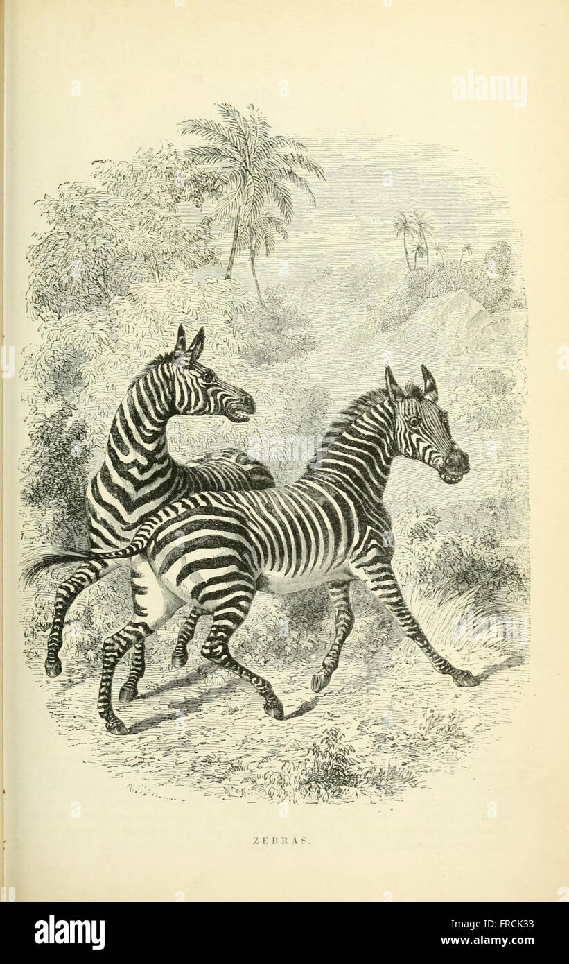 An illustrated natural history detailing the animal kingdom’s ...