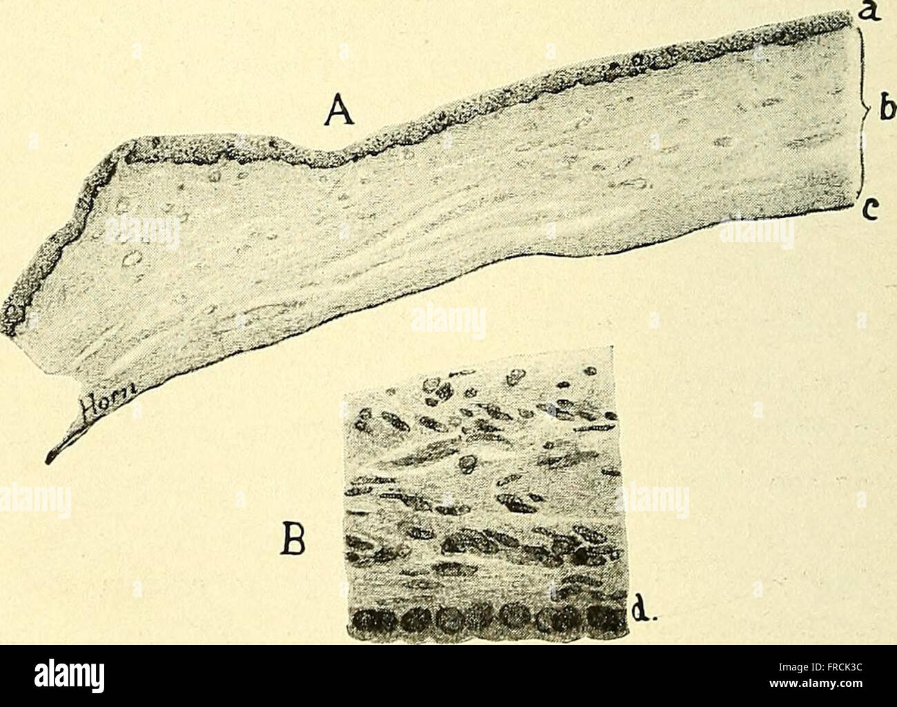 This 1906 text on operative gynecology provides a comprehensive guide ...