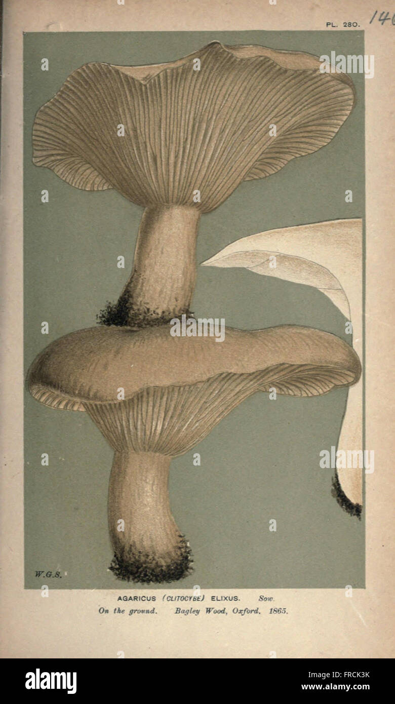 ‘Illustrations of British Fungi (Hymenomycetes)’ serves as a visual ...