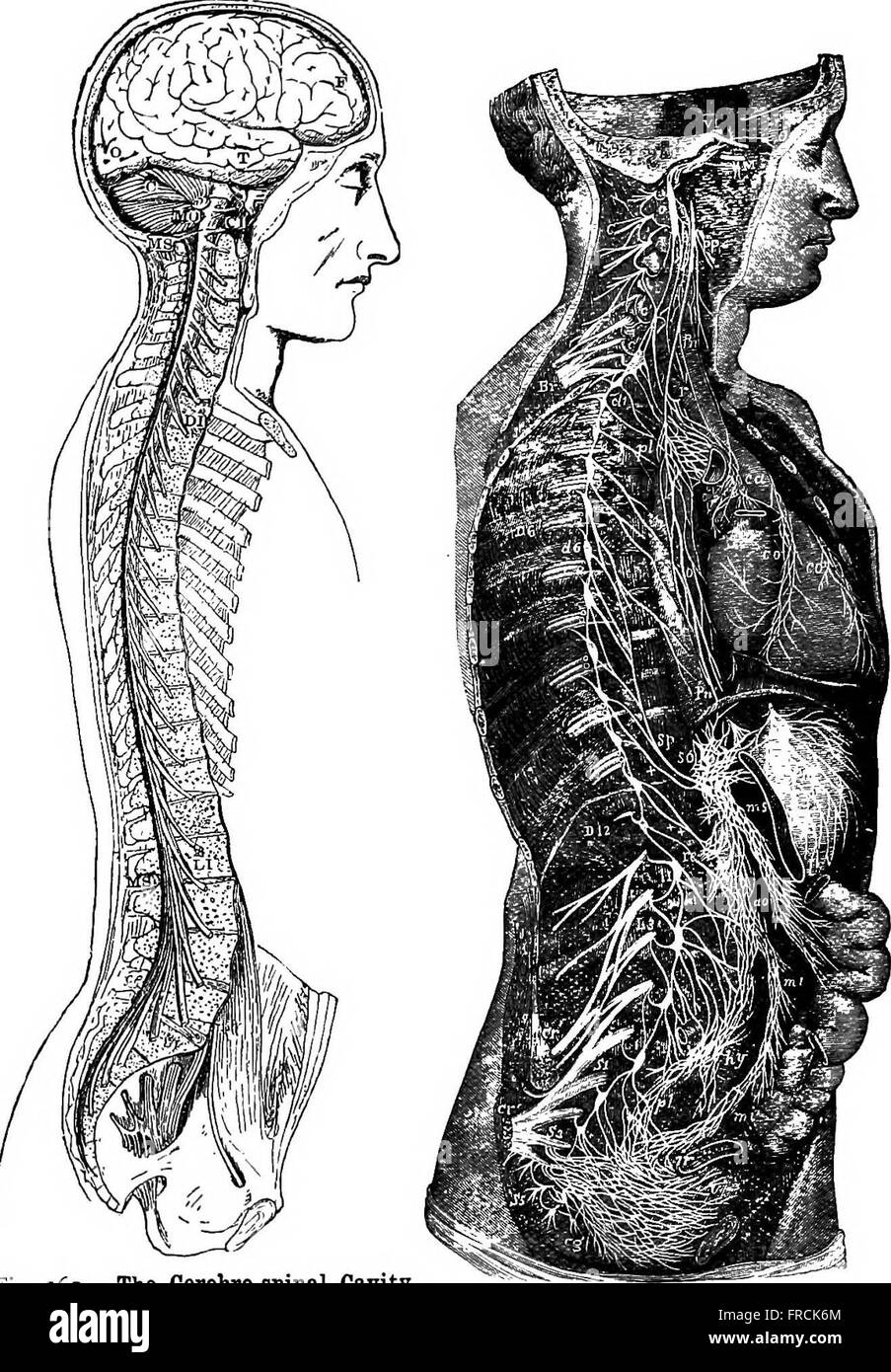 The 1907 text on human physiology provides a detailed examination of ...