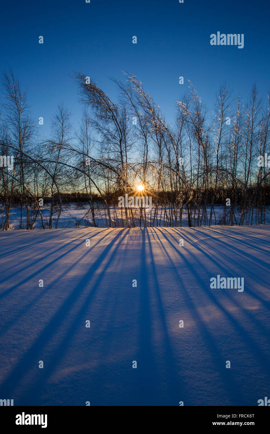 White birch forest in quebec hi-res stock photography and images - Alamy