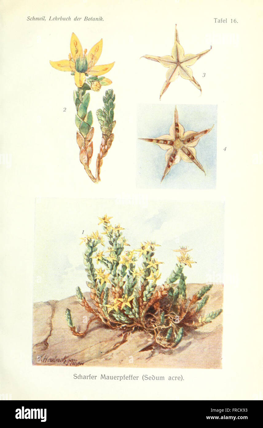 'Lehrbuch der Botanik' (Textbook of Botany) focuses on the study of ...