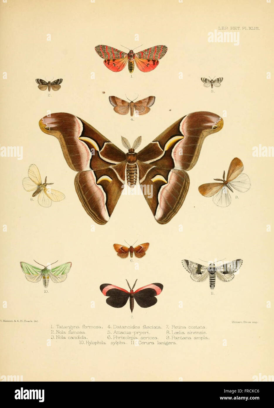 This plate showcases typical specimens of Lepidoptera Heterocera (moths ...