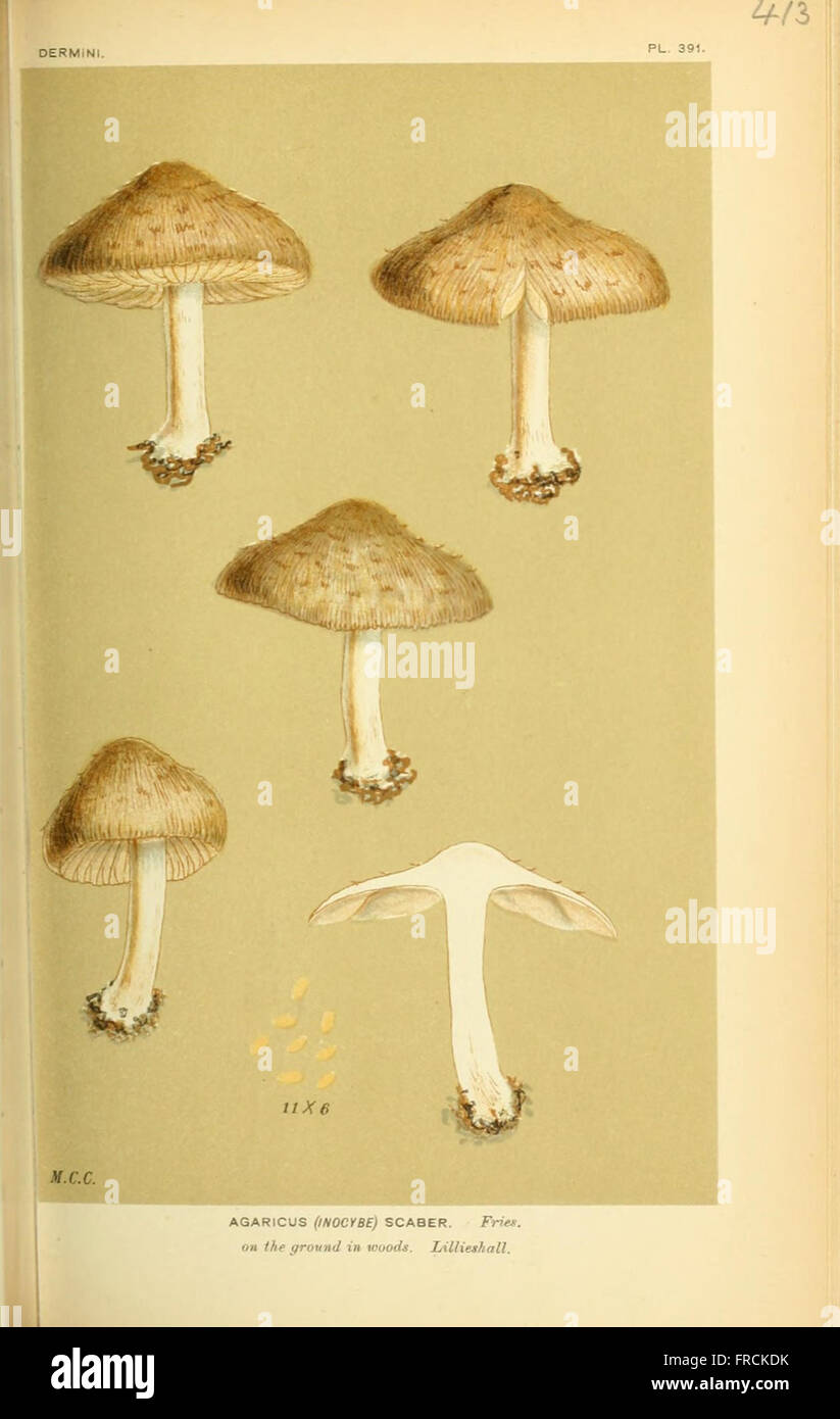 This illustrated work provides a detailed collection of British fungi ...