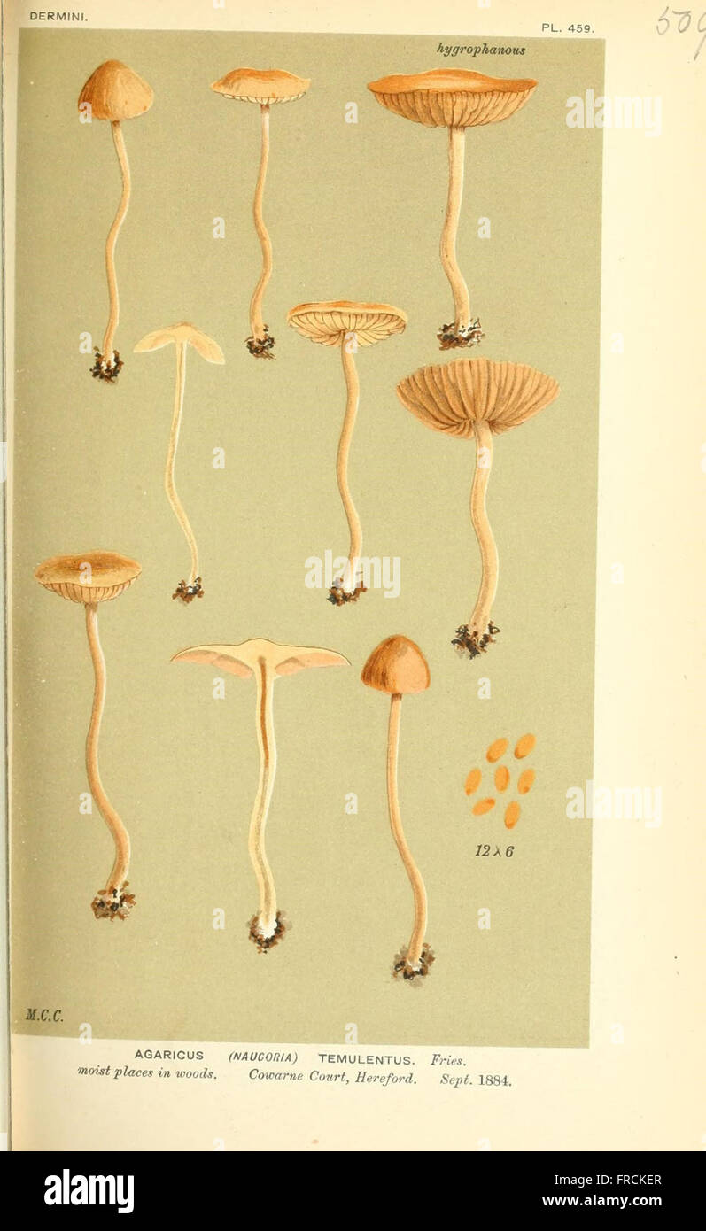 Plate 509 from 'Illustrations of British Fungi', depicting various ...