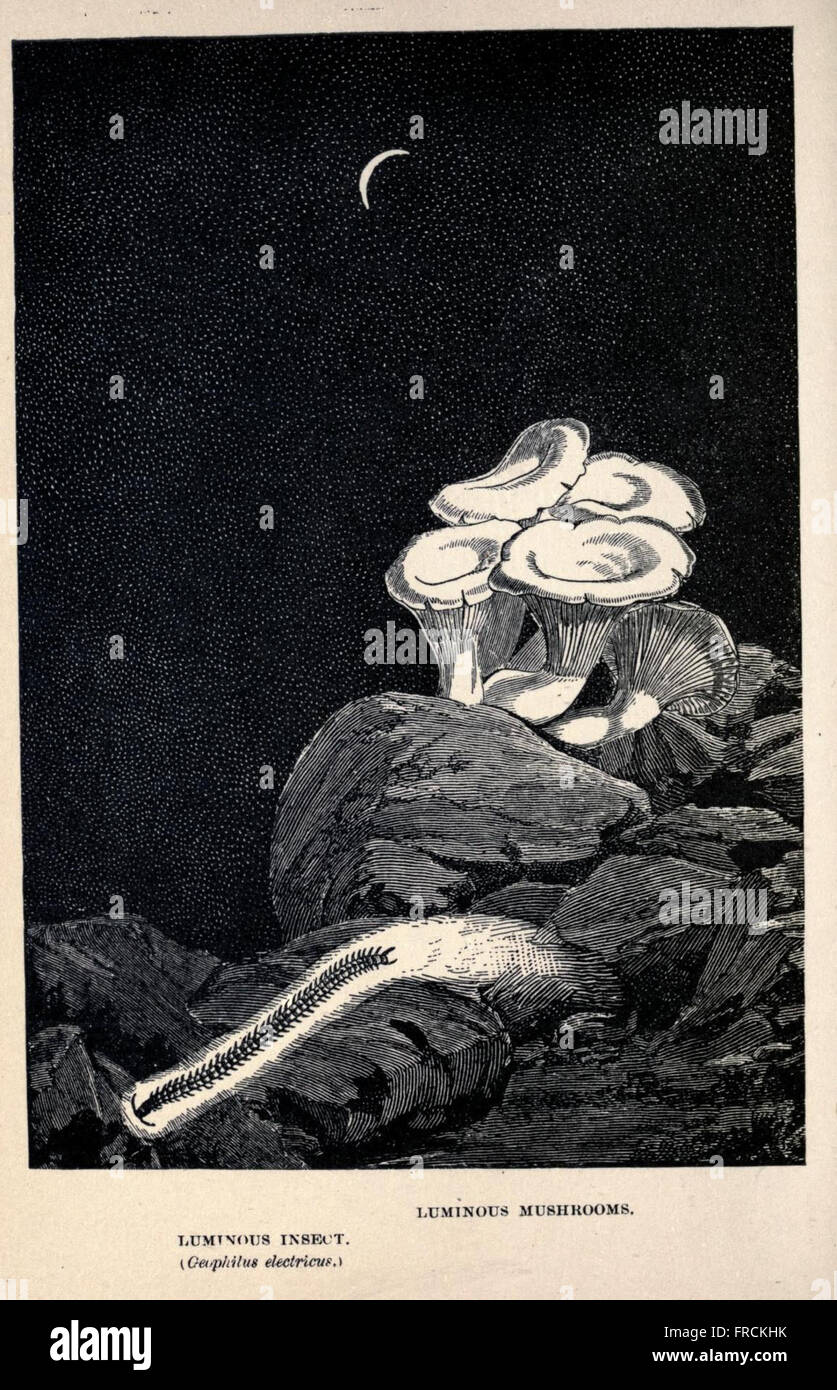 This plate showcases the phenomenon of bioluminescence, focusing on ...