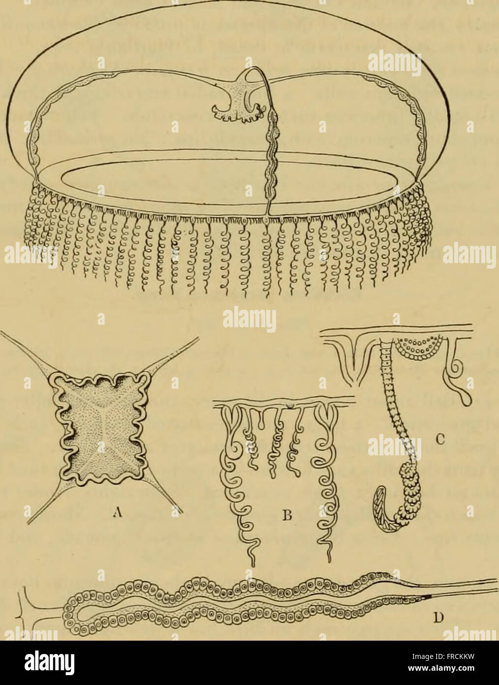 Medusae of the world (1910 Stock Photo - Alamy
