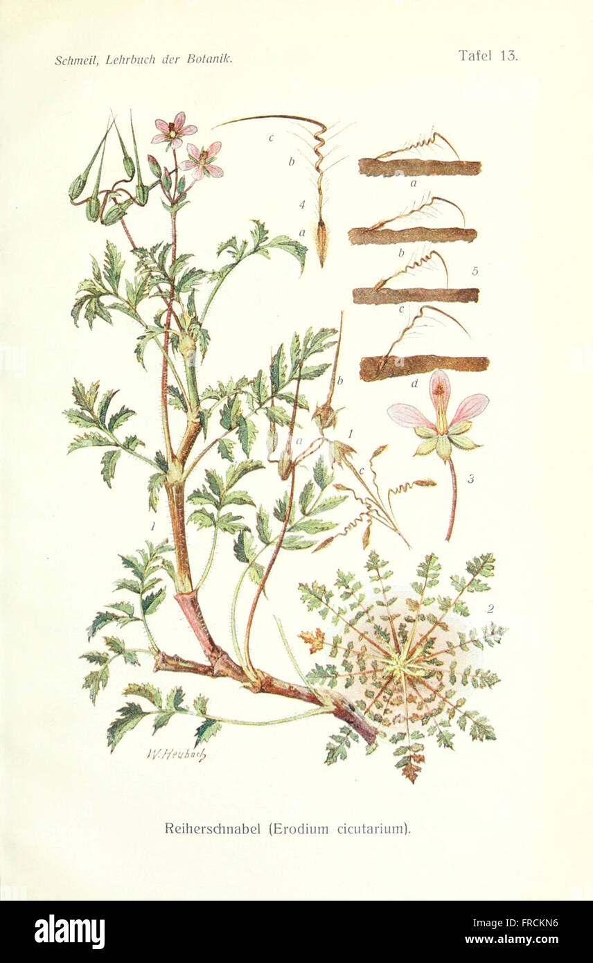 'Lehrbuch der Botanik' (Table 13) is a botanical textbook featuring ...