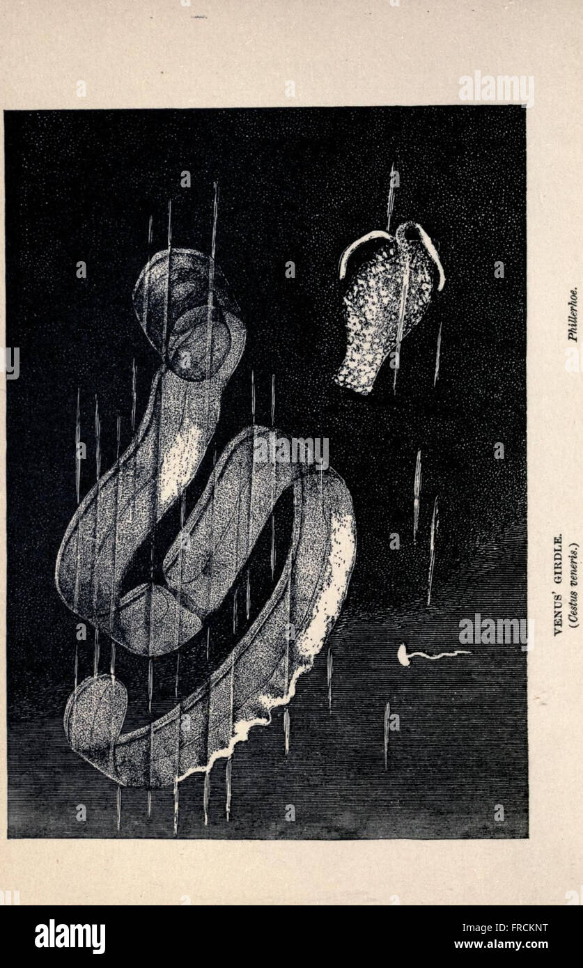 Living Lights (Plate V) presents images of bioluminescent organisms ...