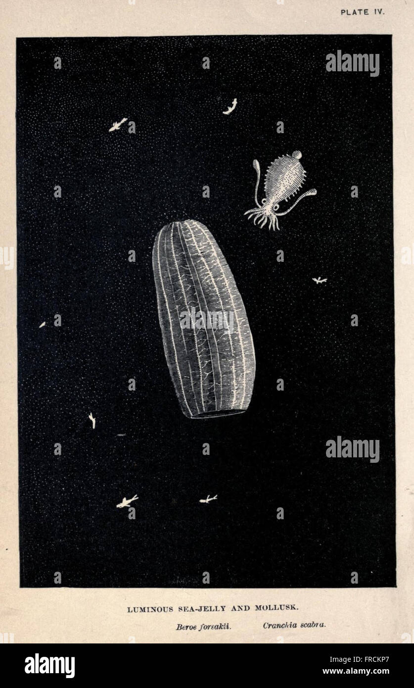 Plate IV of Living Lights presents illustrations of bioluminescent ...