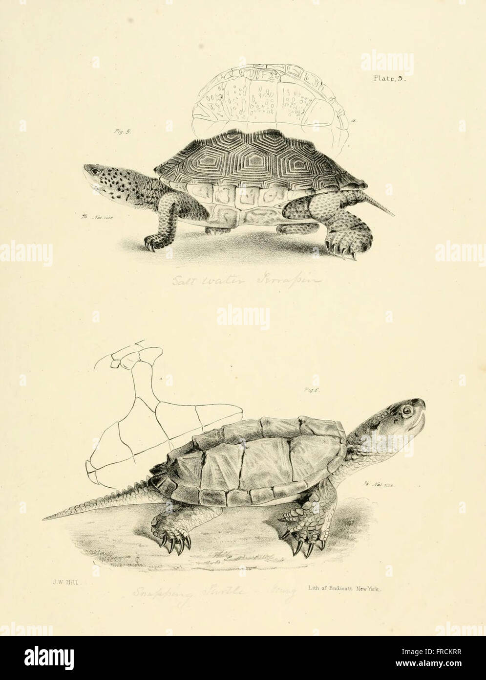 Plate 3 from the Natural History of New York depicts a variety of local ...