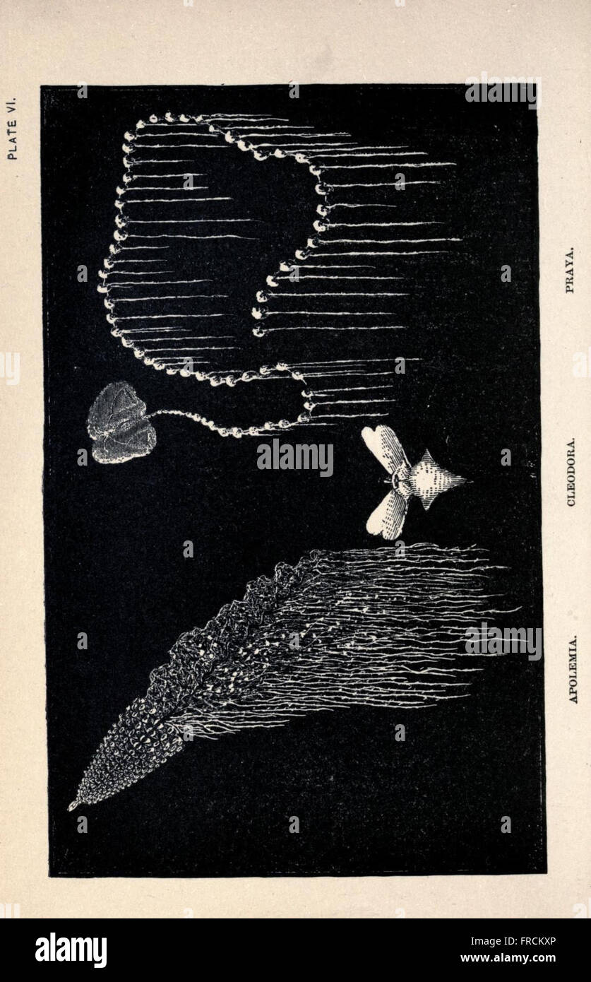 'Living Lights' (Plate VI) explores bioluminescence in nature ...