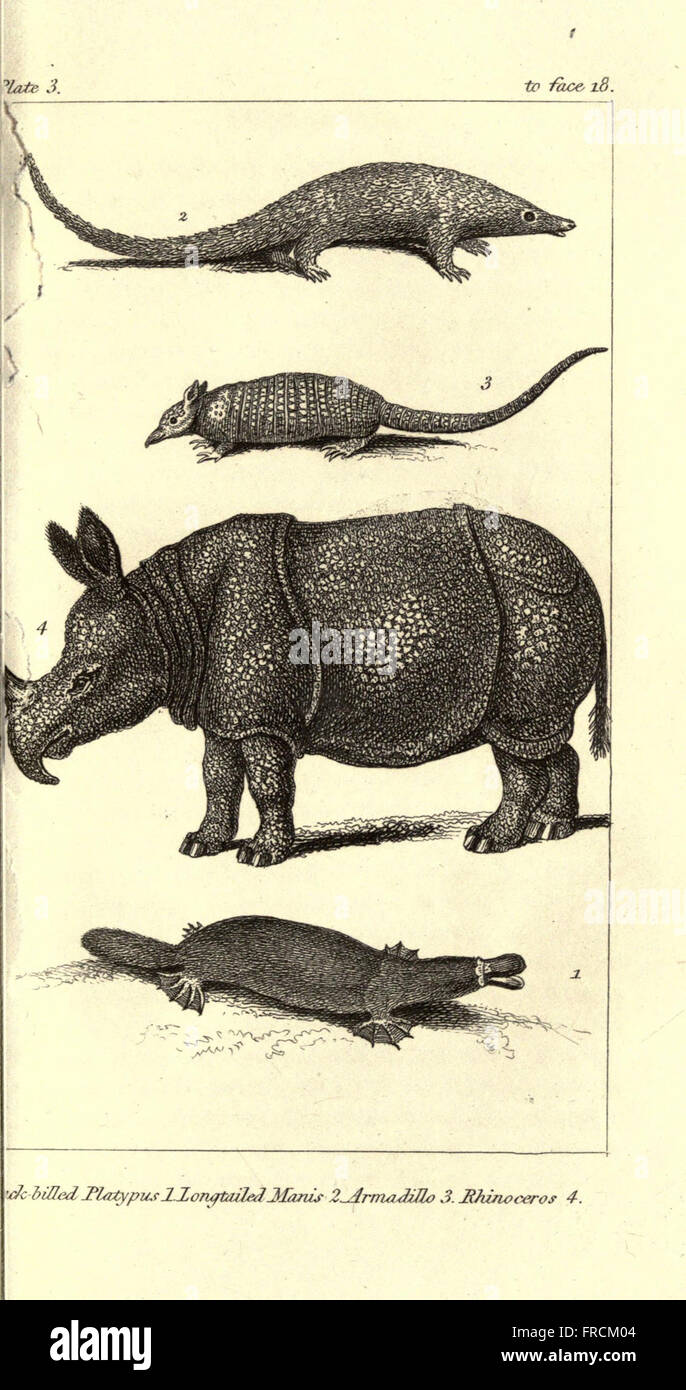 Natural history of animals (Plate 3 Stock Photo - Alamy